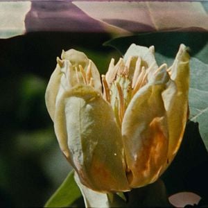 Sept promenades avec Mark Brown - Film documentaire 2024 - AlloCiné