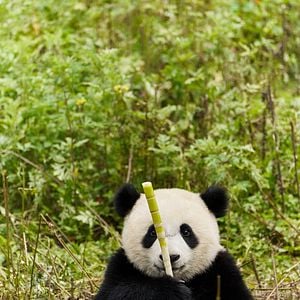 Moon Le Panda - Film 2025 - AlloCiné