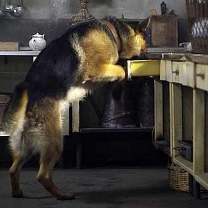 Danny Lerner - AlloCiné