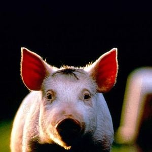 Babe, le cochon devenu berger : Photos et affiches - AlloCiné