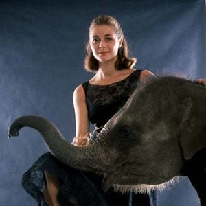 Hatari! - Film 1962 - AlloCiné