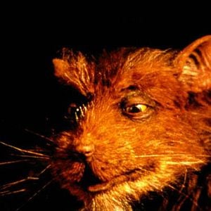 Steve Barron - AlloCiné