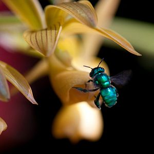 Pollen - film 2011 - AlloCiné