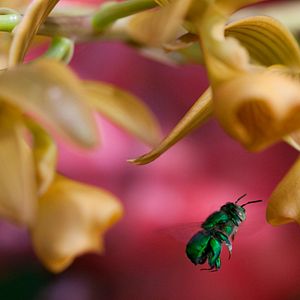 Pollen - Film documentaire 2011 - AlloCiné