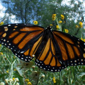 Pollen - film 2011 - AlloCiné