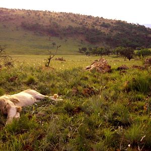White Lion - Film 2010 - AlloCiné