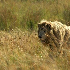 White Lion - Film 2010 - AlloCiné