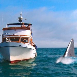 Super Shark - Film 2011 - AlloCiné