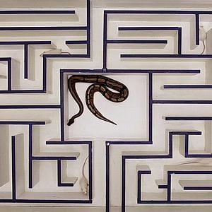 Swim Little Fish Swim - Film 2013 - AlloCiné