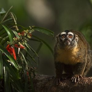 Amazonia - film 2013 - AlloCiné