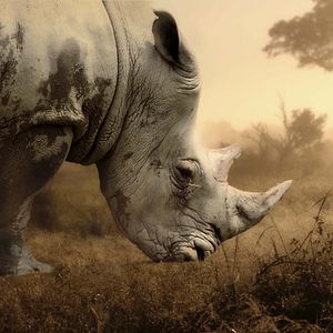 Racing Extinction - Film documentaire 2015 - AlloCiné