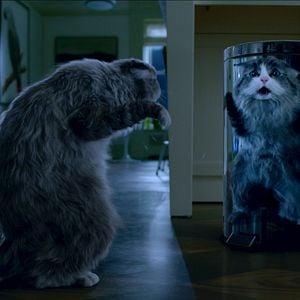 Ma vie de chat - Film 2016 - AlloCiné
