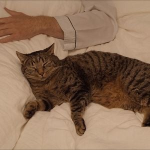 Tomcat - Film 2016 - AlloCiné