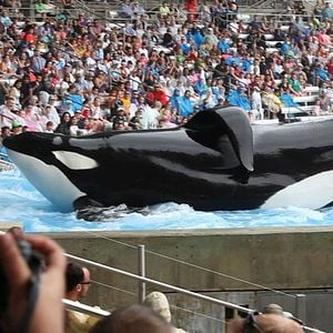 Blackfish - film 2013 - AlloCiné