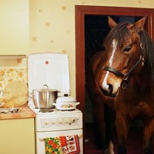 Un Cheval sur le balcon - Film 2012 - AlloCiné