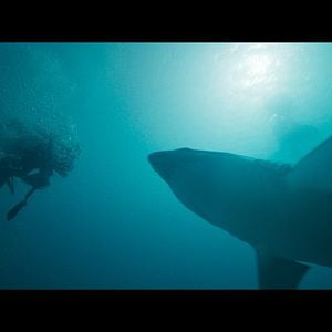 Deep Fear - Film 2023 - AlloCiné