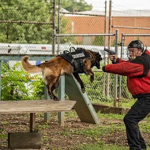 Muzzle - Film 2023 - AlloCiné