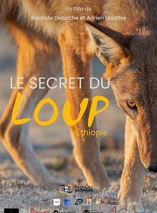 Le Secret du Loup d’Éthiopie - Film documentaire 2025 - AlloCiné