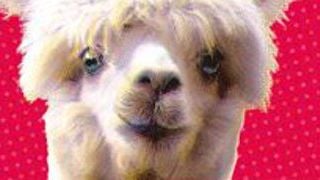 Les Acacias - Film 2011 - AlloCiné