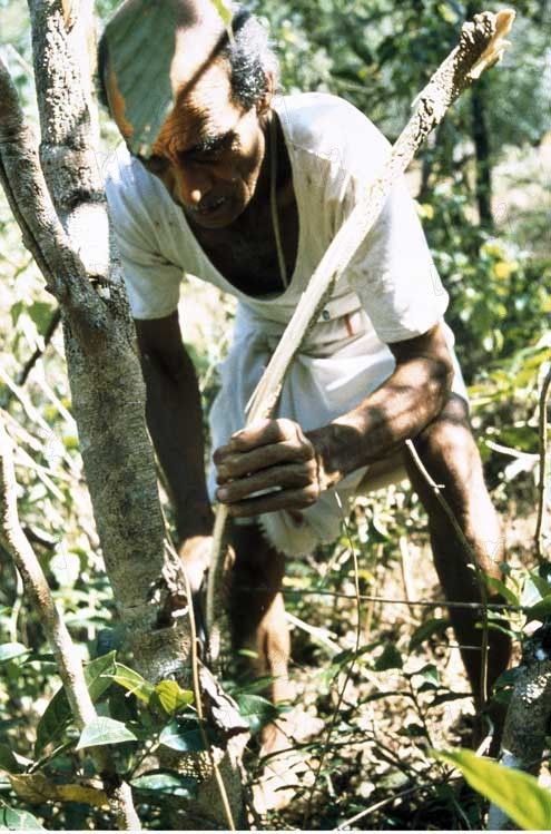 Photo de Pan Nalin - Ayurveda : Photo Pan Nalin - Photo 9 sur 17 - AlloCiné