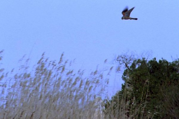 Photo de Rapace - Photo 6 sur 6 - AlloCiné