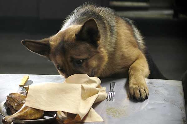 Photo de Danny Lerner - Rintintin : Photo Danny Lerner - Photo 17 sur ...