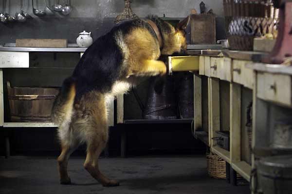 Photo de Danny Lerner - Rintintin : Photo Danny Lerner - Photo 5 sur 29 ...