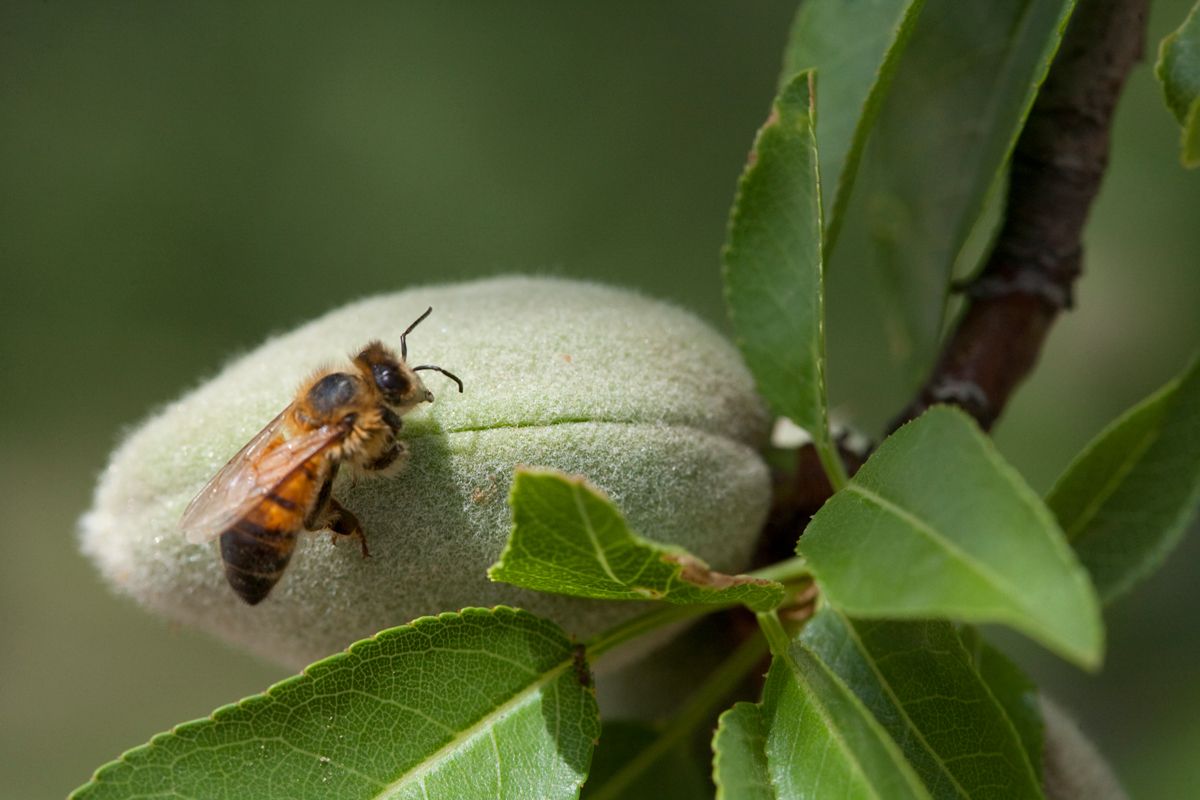 Photo du film Pollen - Photo 38 sur 74 - AlloCiné