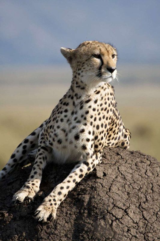 Photo du film Félins - Photo 7 sur 29 - AlloCiné