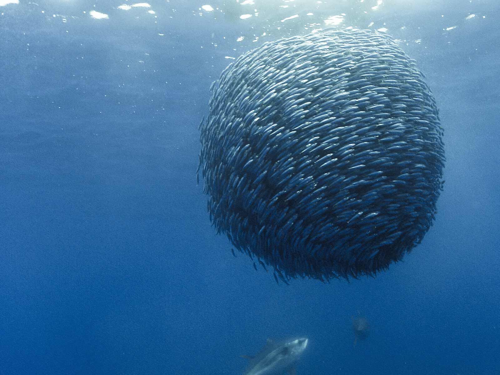 Photo du film Océans - Photo 26 sur 31 - AlloCiné