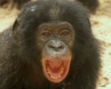 Extrait du film Bonobos - Bonobos Extrait vidéo (2) VF - AlloCiné