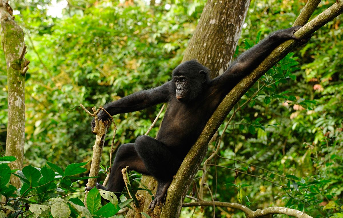 Photo du film Bonobos - Photo 14 sur 69 - AlloCiné