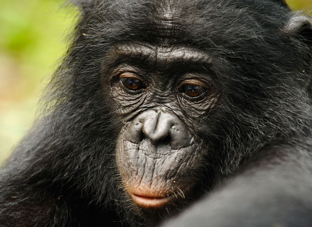 Photo du film Bonobos - Photo 40 sur 69 - AlloCiné