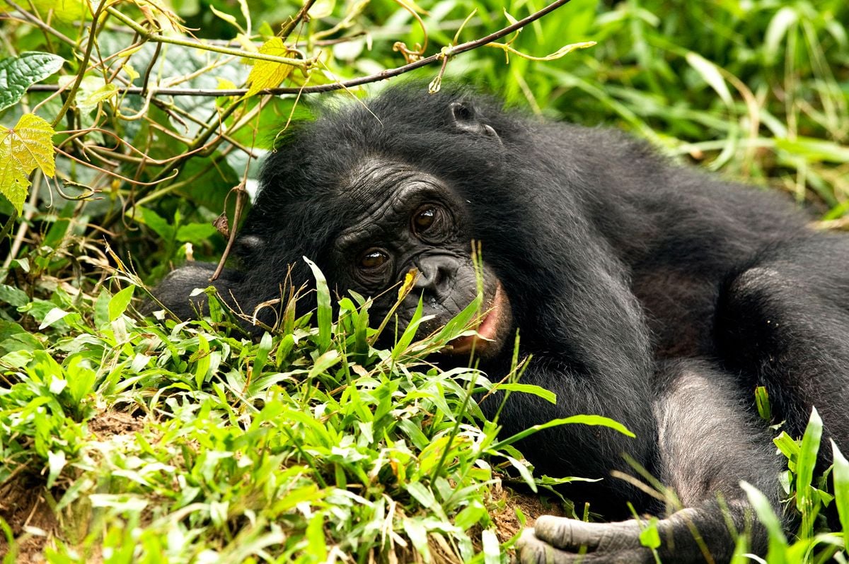 Photo du film Bonobos - Photo 15 sur 69 - AlloCiné