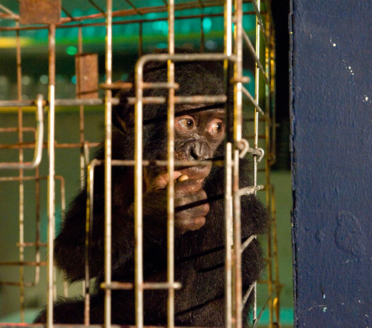 Photo du film Bonobos - Photo 26 sur 69 - AlloCiné