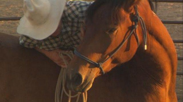 Photo du film Wild Horse, Wild Ride - Photo 4 sur 5 - AlloCiné