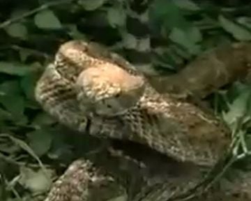 Trailer du film Venomous - Venomous Bande-annonce VO - AlloCiné