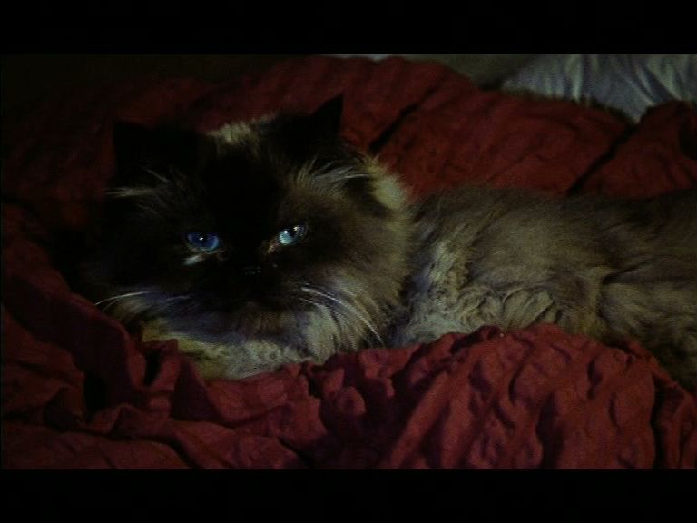 Photo du film Pisse de chat - Photo 1 sur 9 - AlloCiné