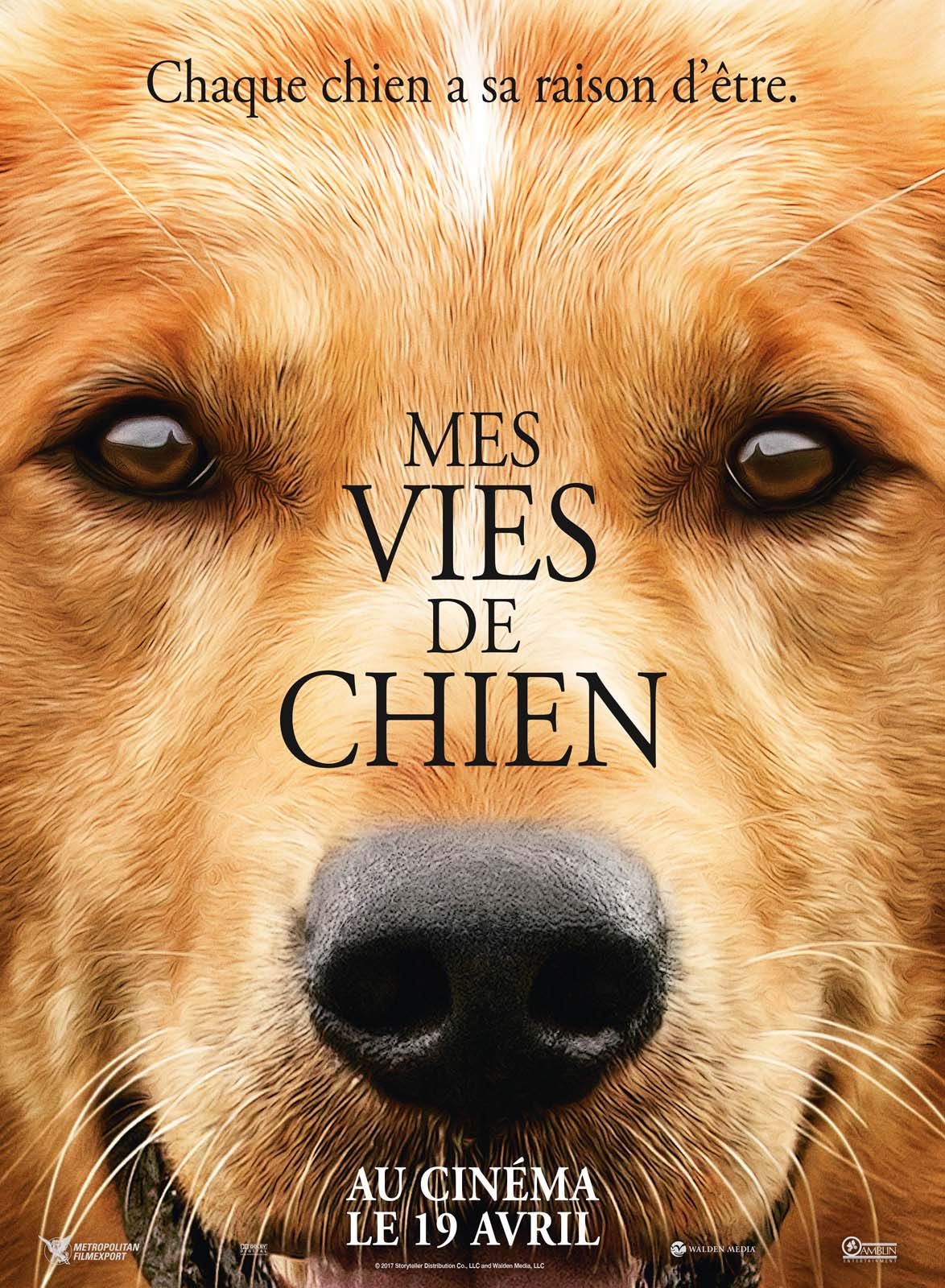 Critique Du Film Mes Vies De Chien AlloCin Critique Du Film Mes Vies De Chien AlloCin