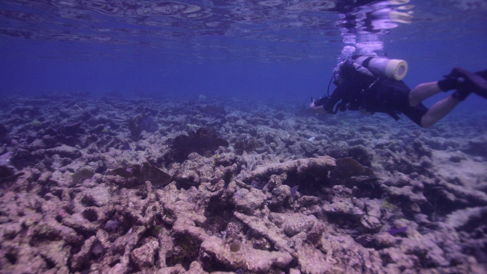 Photo du film Chasing Coral - Photo 4 sur 21 - AlloCiné