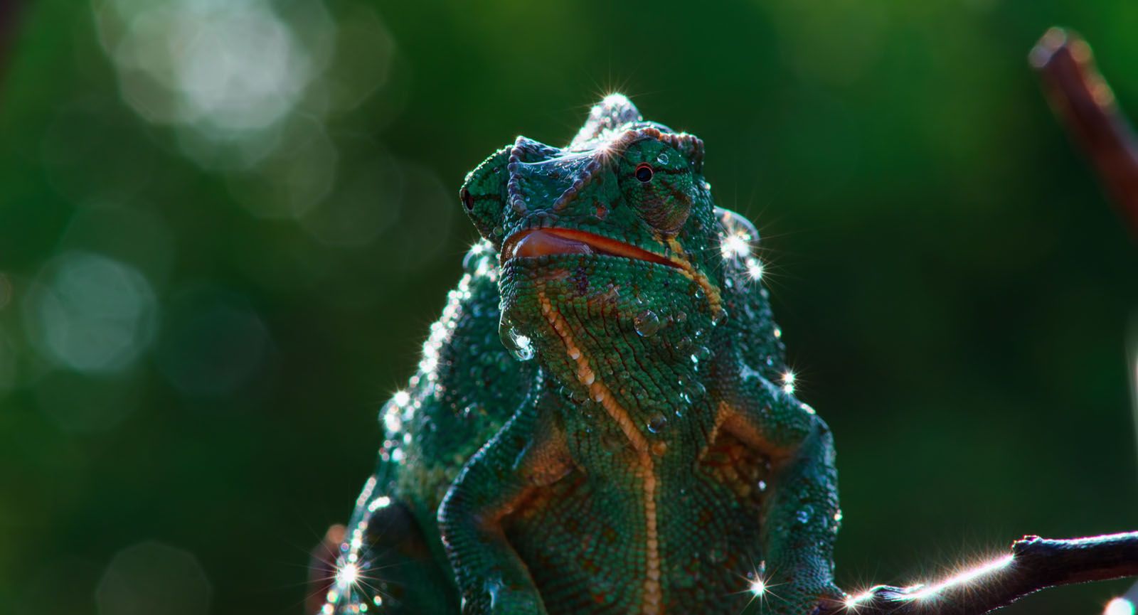 Photo du film The Elephant Queen - Photo 9 sur 14 - AlloCiné