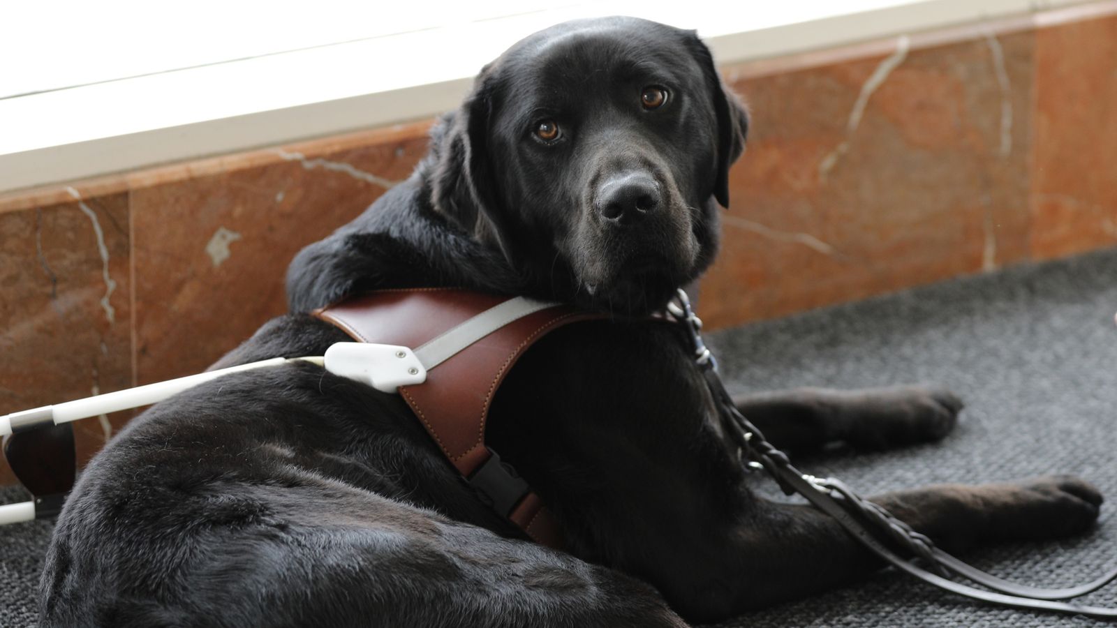 Chien guide d'aveugle en devenir : Chien guide d'aveugle en devenir ...