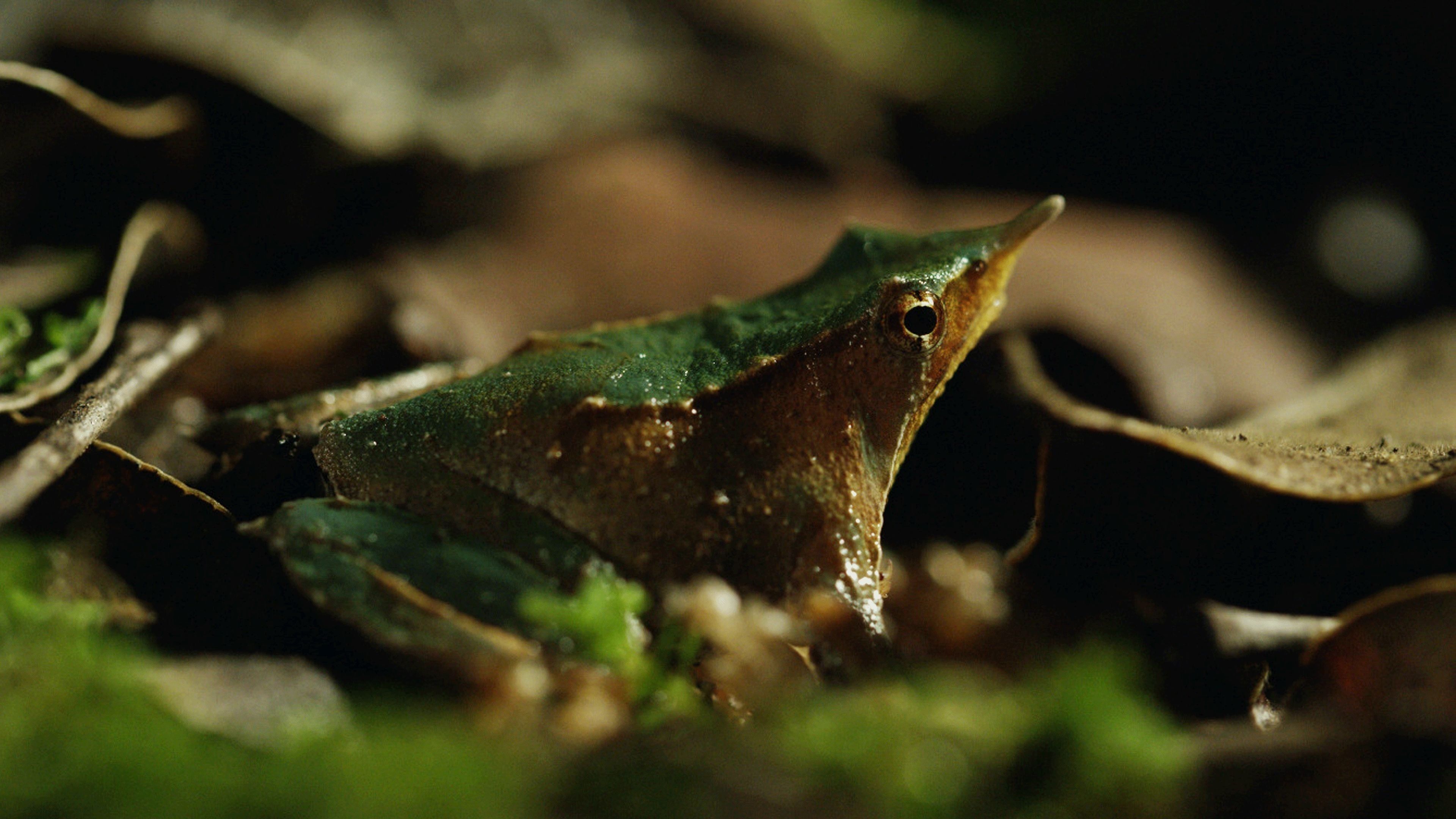 Poster Destination Wild : Chili saison 1 - Affiche 2 sur 4 - AlloCiné