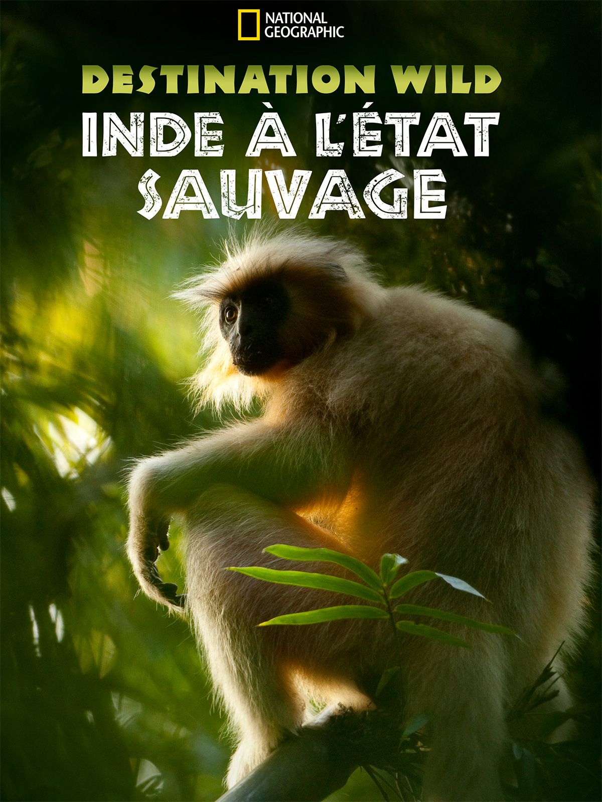 Destination Wild : Inde à l'État Sauvage - Série TV 2012 - AlloCiné