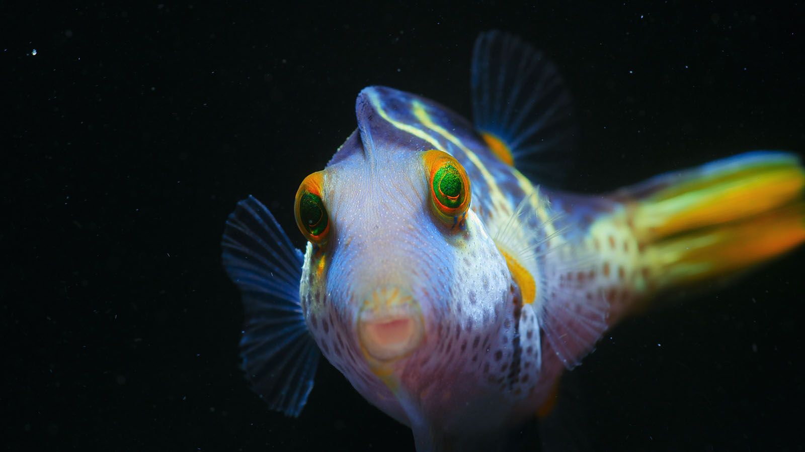 Photo du film Comme un poisson dans son récif - Photo 1 sur 11 - AlloCiné