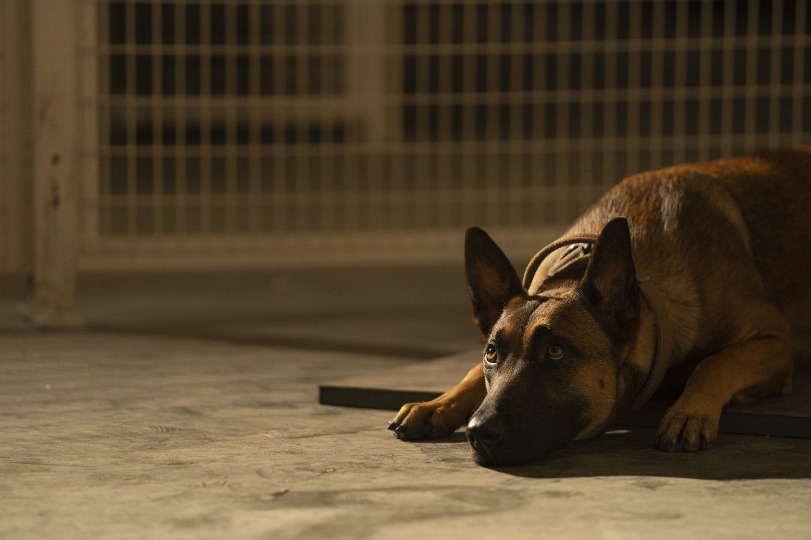 Photo du film Dog - Photo 8 sur 15 - AlloCiné
