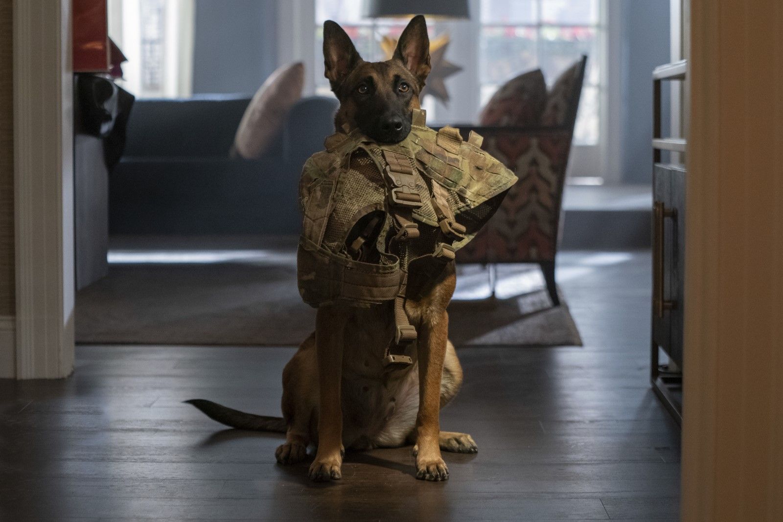 Photo du film Dog - Photo 2 sur 15 - AlloCiné