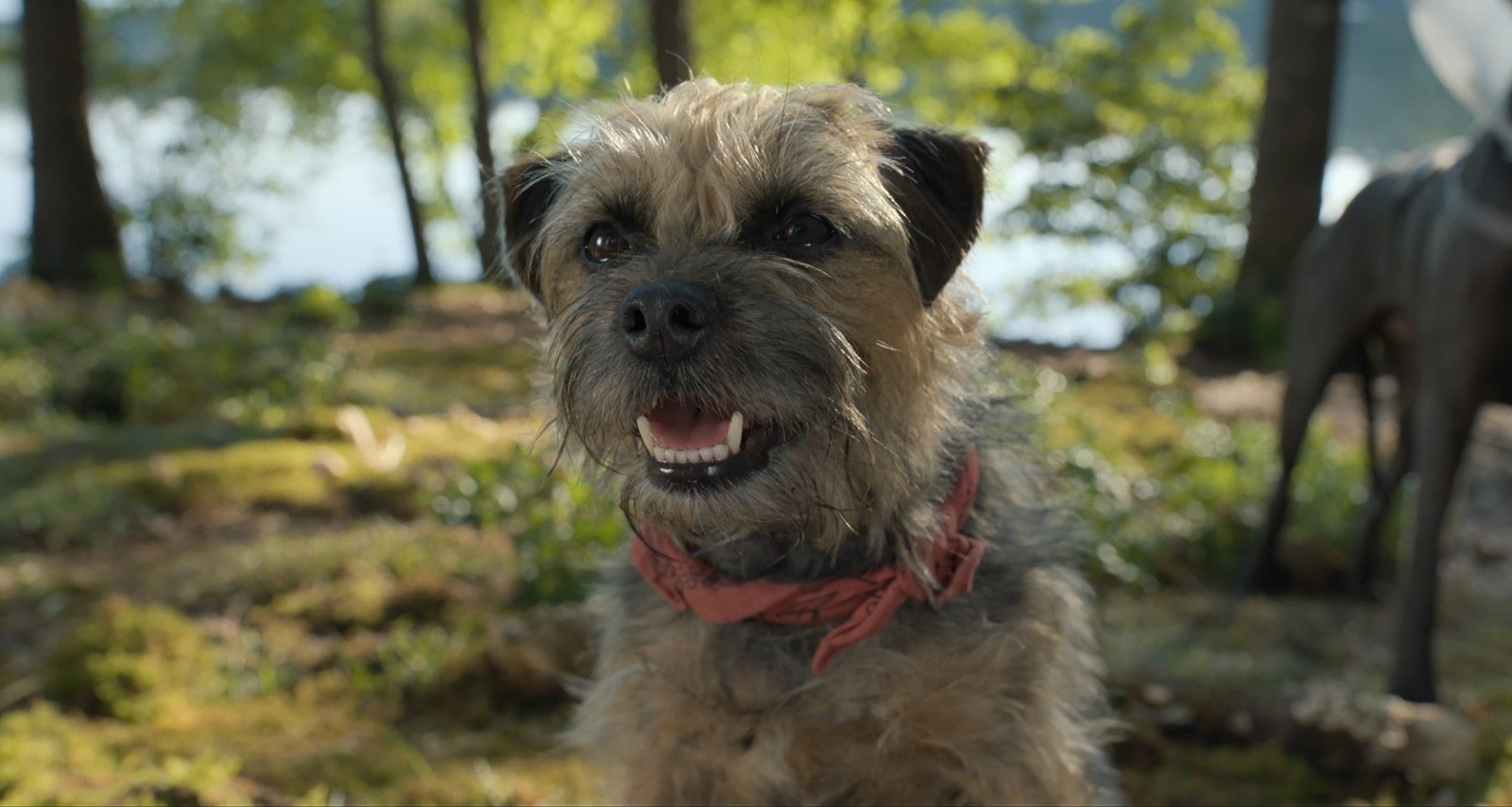 Photo du film Backstreet Dogs - Photo 12 sur 29 - AlloCiné