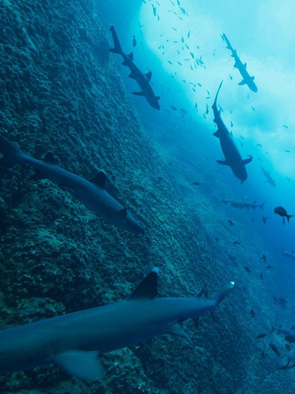 Our Oceans - Série TV 2024 - AlloCiné
