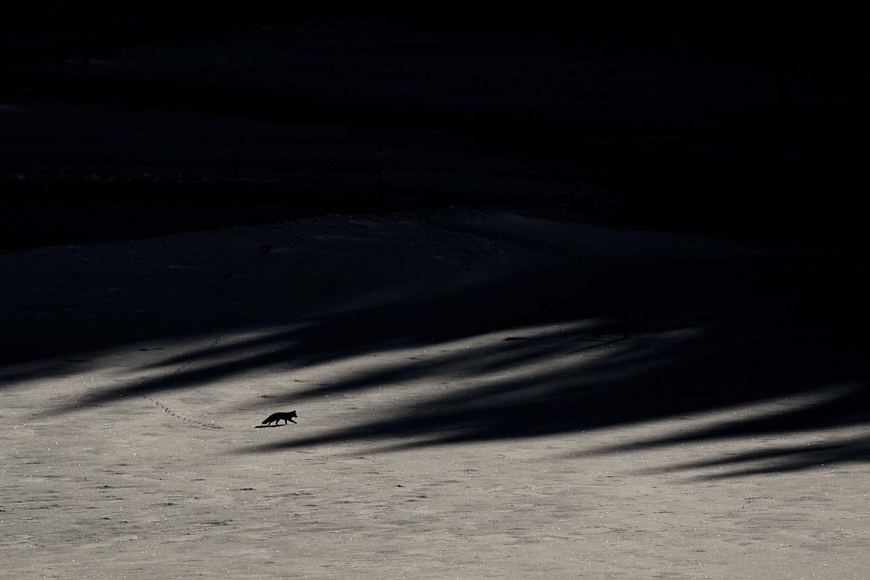 Le Chant des forêts (2025) au Cinéma Chessy - Studio 31